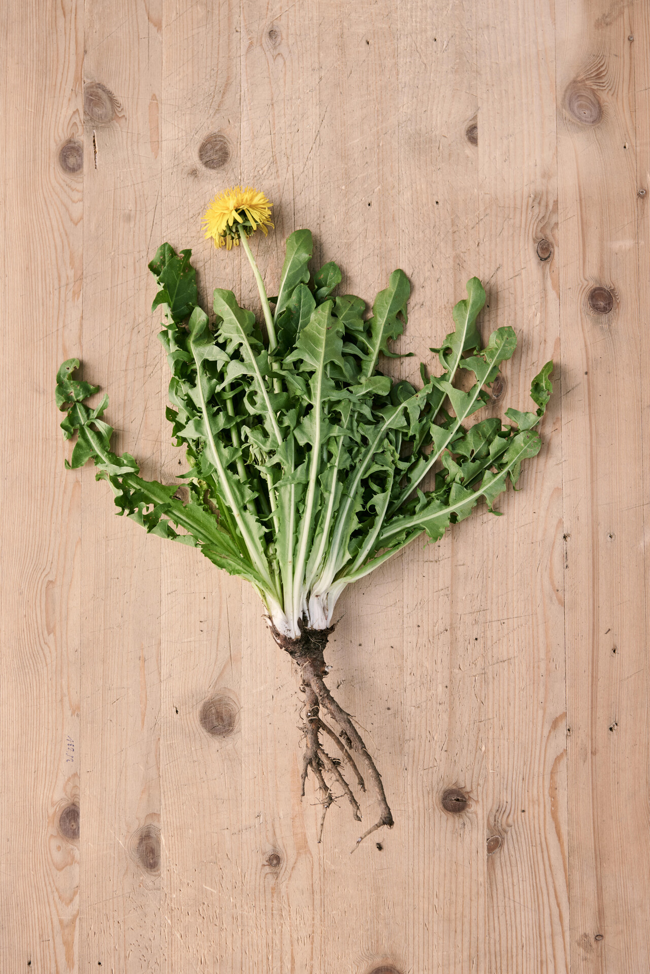 Ceres Taraxacum comp. - Ceres Heilmittel AG