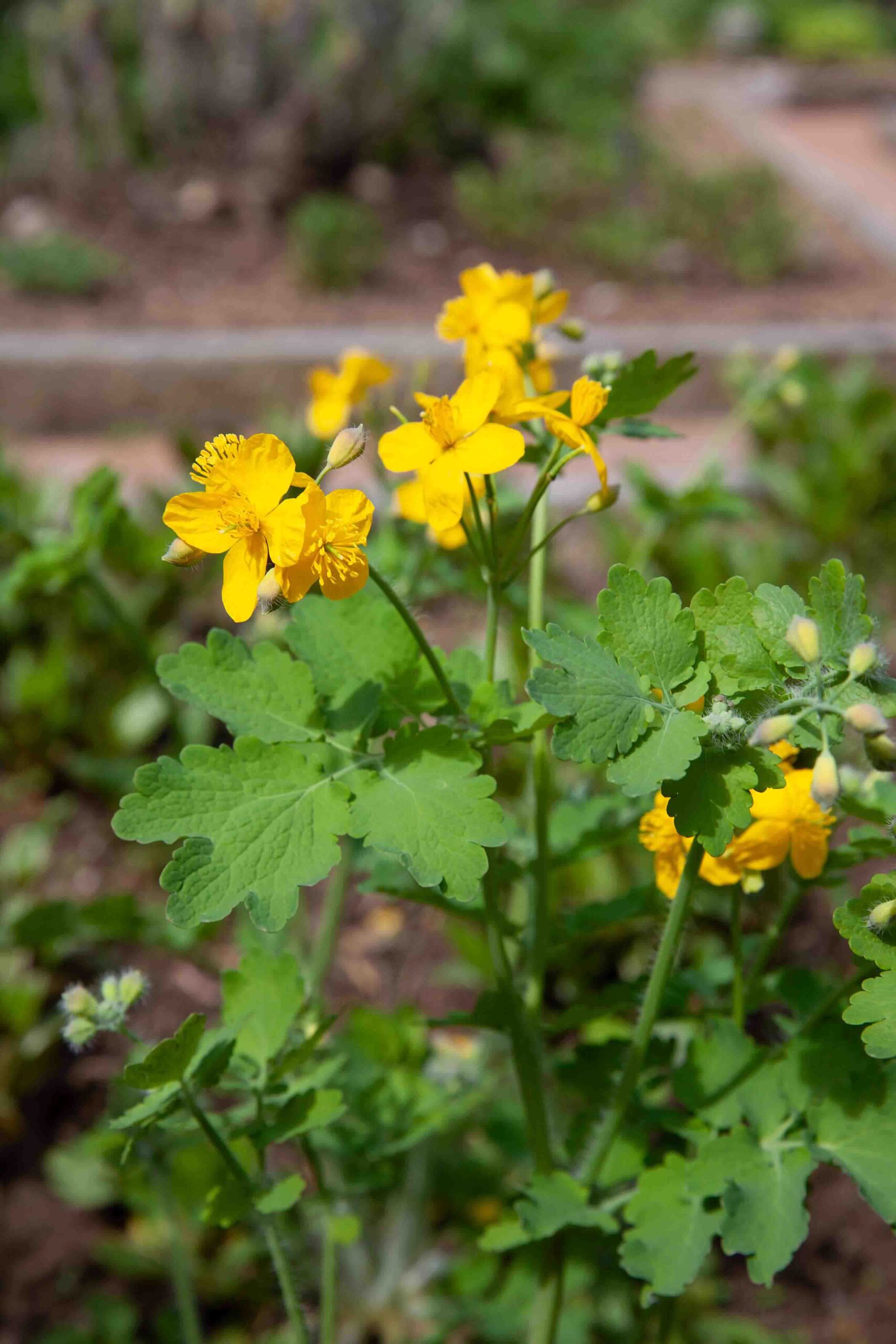 Ceres Taraxacum comp. - Ceres Heilmittel AG